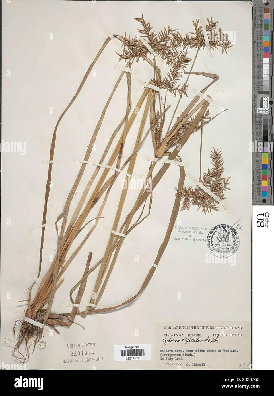 Cyperus digitatus Roxb Cyperus digitatus Roxb Stock Photo - Alamy