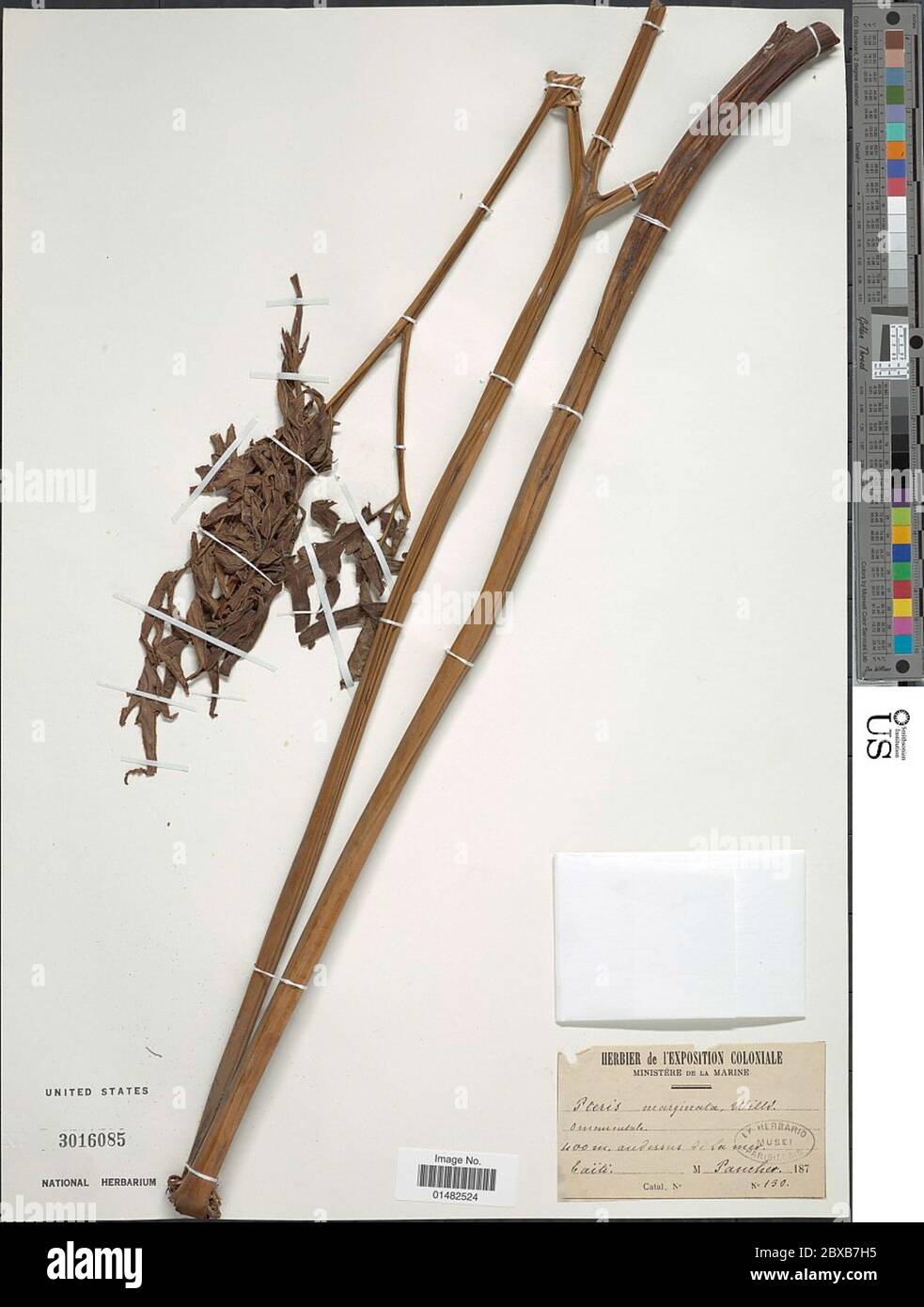 Pteris sp Pteris sp Stock Photo - Alamy