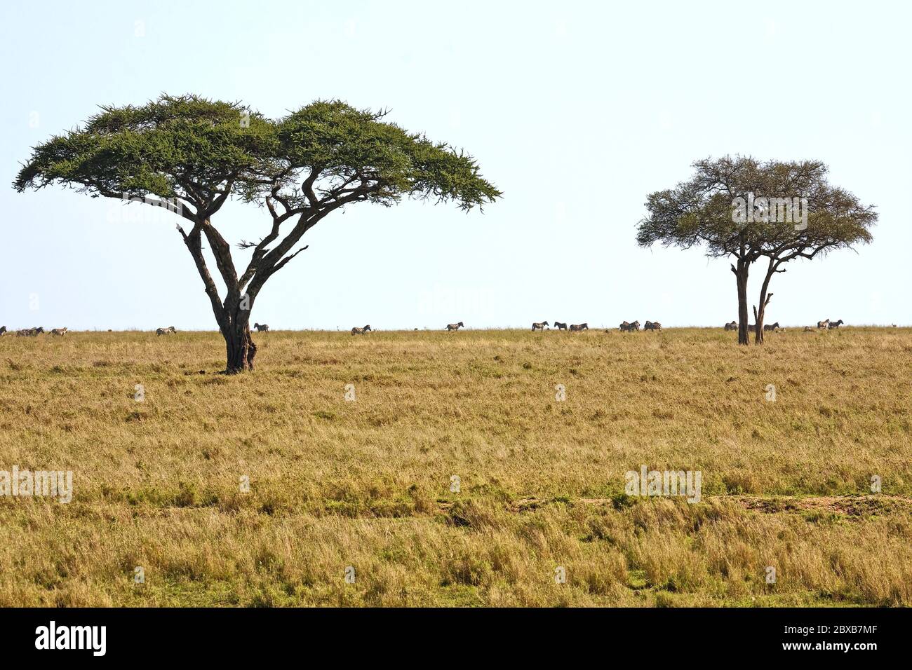 Acacia tortilis; African icon; Umbrella tree, zebras grazing, nature, landscape, scene ...
