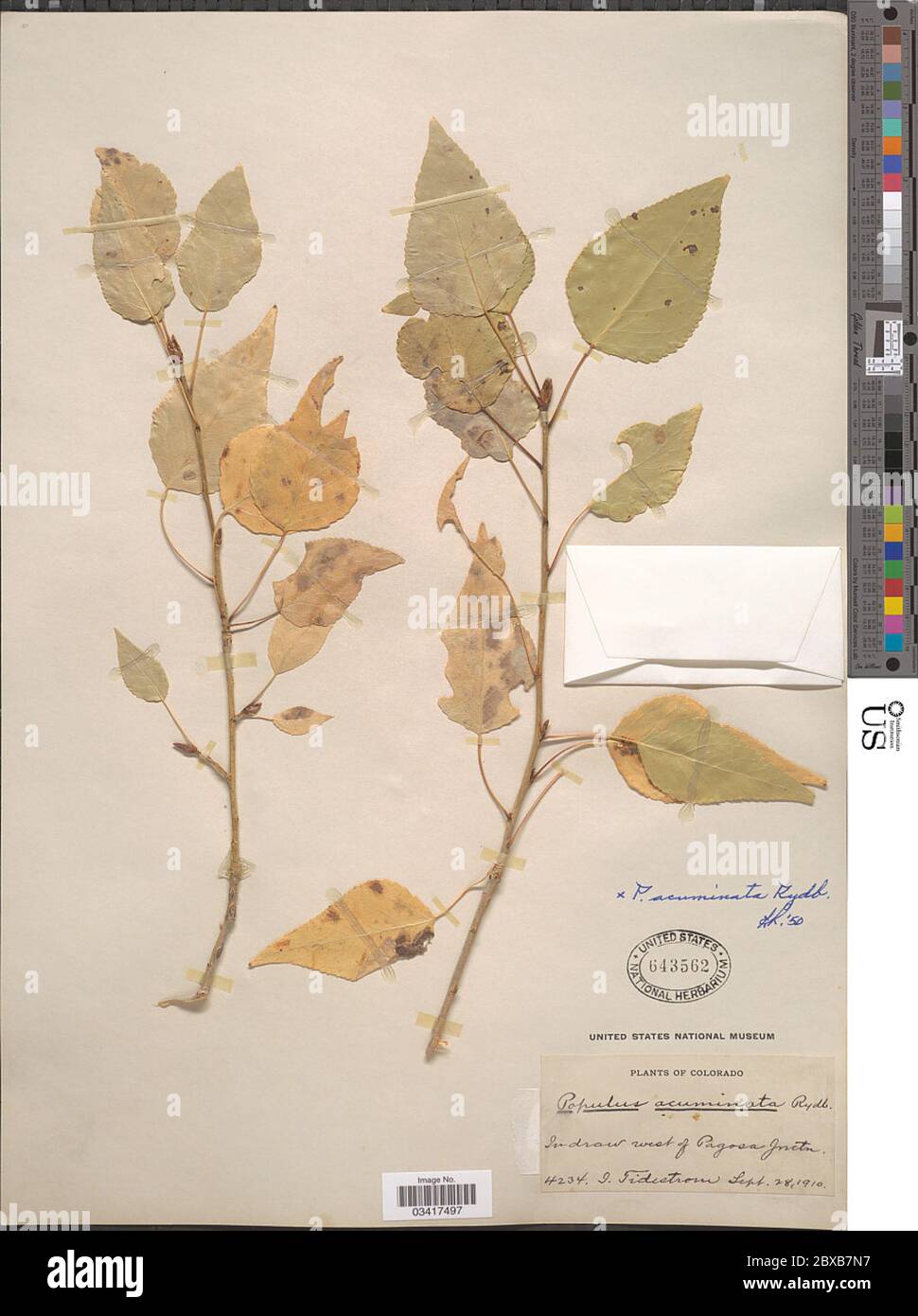 Populus acuminata Rydb Populus acuminata Rydb Stock Photo - Alamy