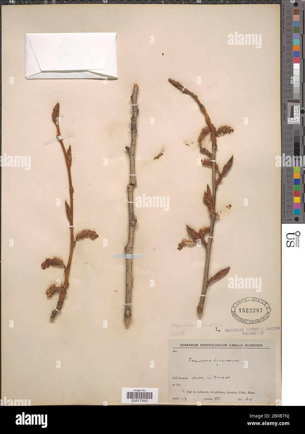 Simonii hi-res stock photography and images - Alamy