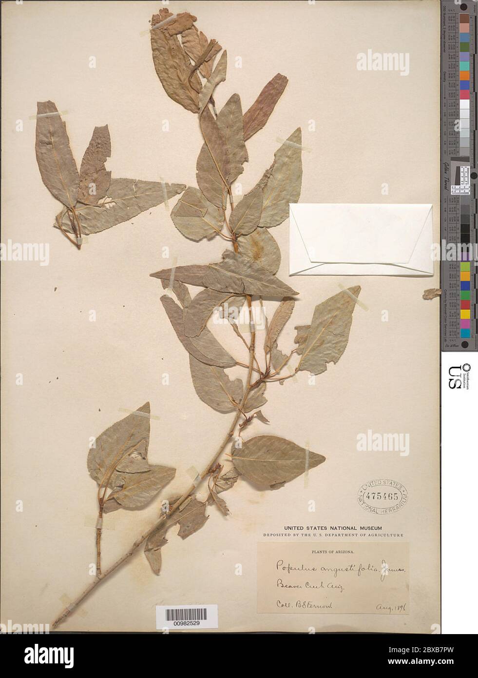 Populus angustifolia hi-res stock photography and images - Alamy