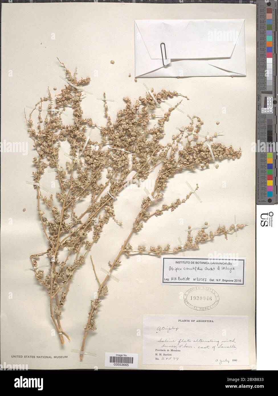 Atriplex sp Atriplex sp Stock Photo - Alamy