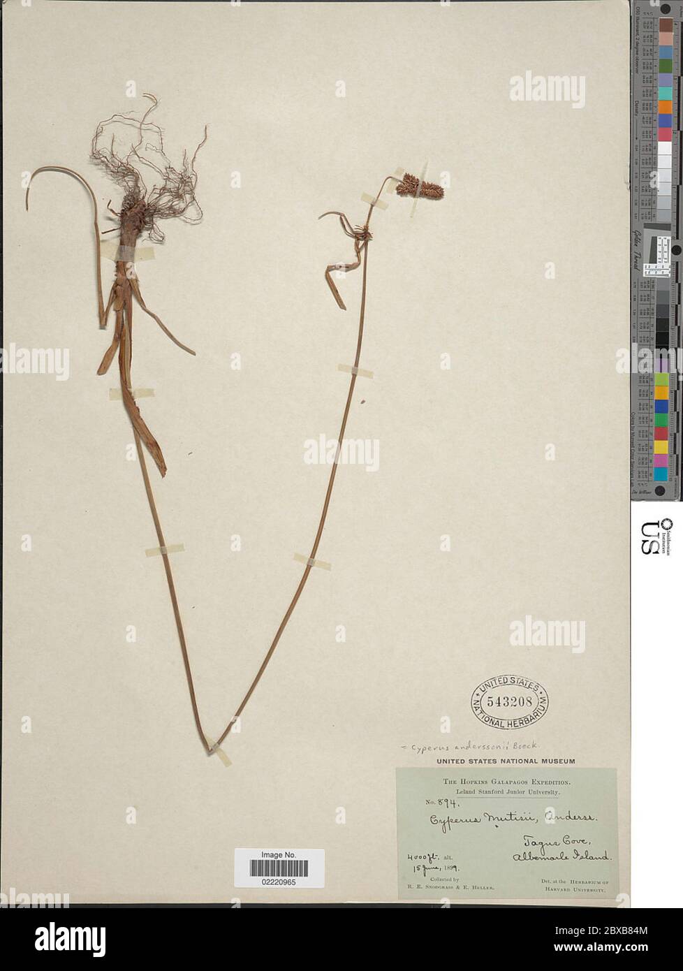 Cyperus anderssonii Boeckeler Cyperus anderssonii Boeckeler Stock Photo ...