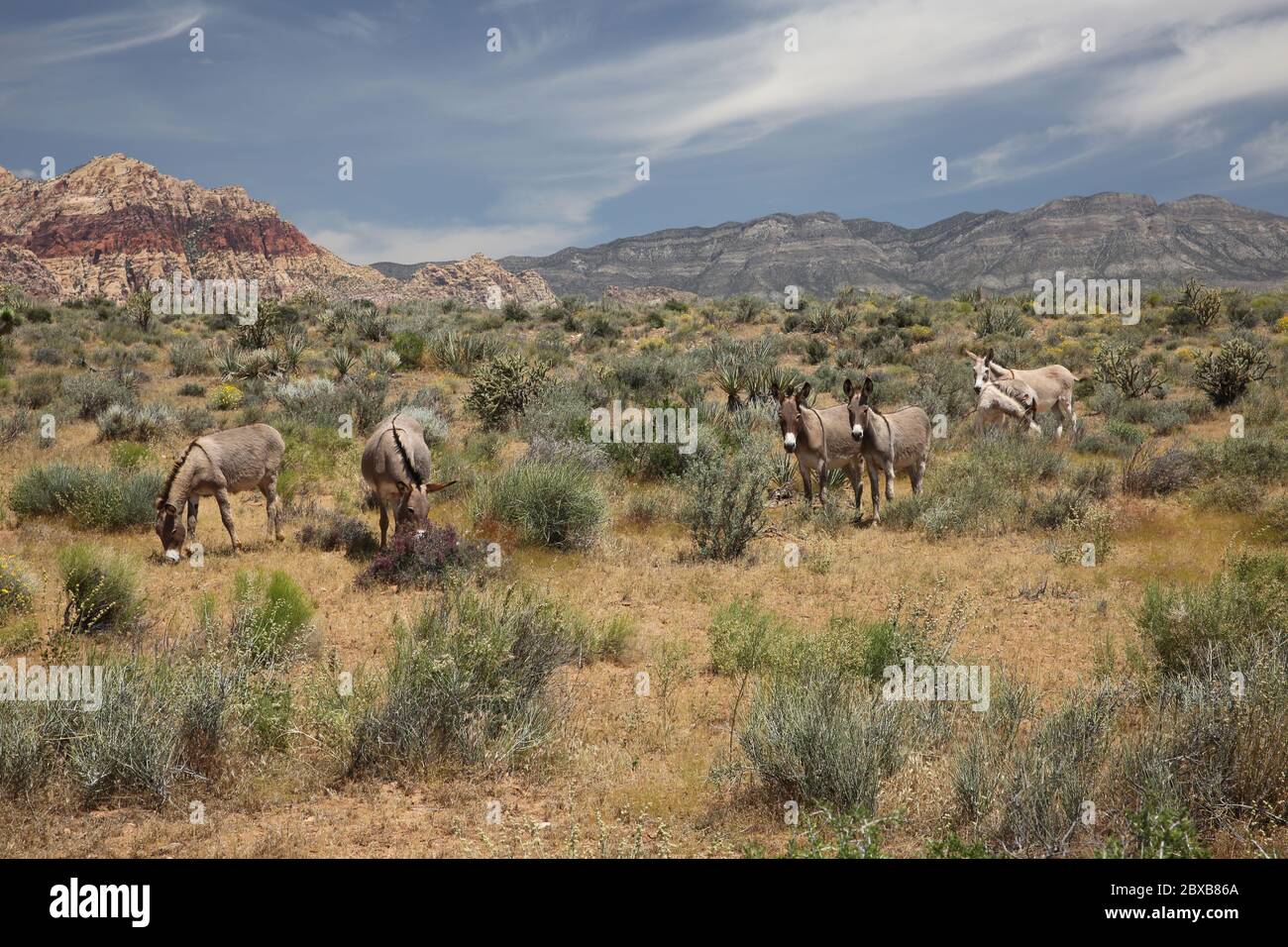 Wild burros in the Nevada desert, Red Rock Canyon Conservation Area ...