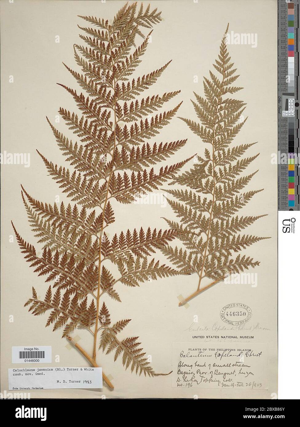 Calochlaena javanica Blume MD Turner RA White Calochlaena javanica ...