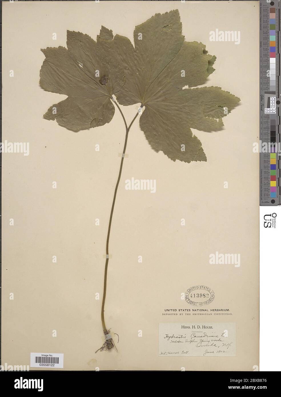 Hydrastis canadensis L Hydrastis canadensis L Stock Photo - Alamy