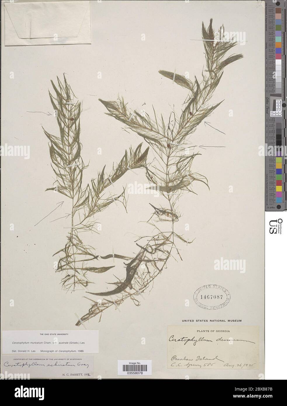 Ceratophyllum muricatum Cham Ceratophyllum muricatum Cham Stock Photo ...