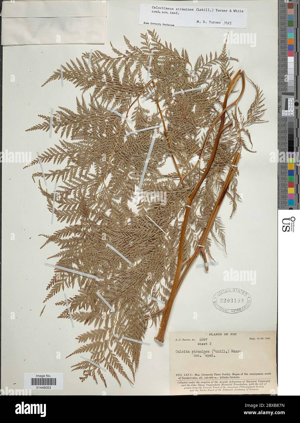 Calochlaena straminea Labill MD Turner RA White Calochlaena straminea ...