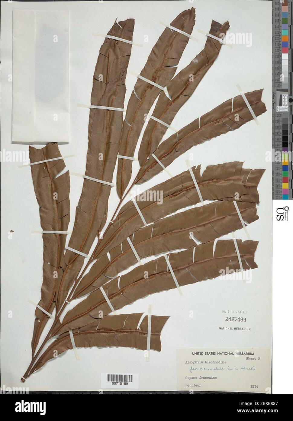 Metaxya rostrata Kunth C Presl Metaxya rostrata Kunth C Presl Stock ...