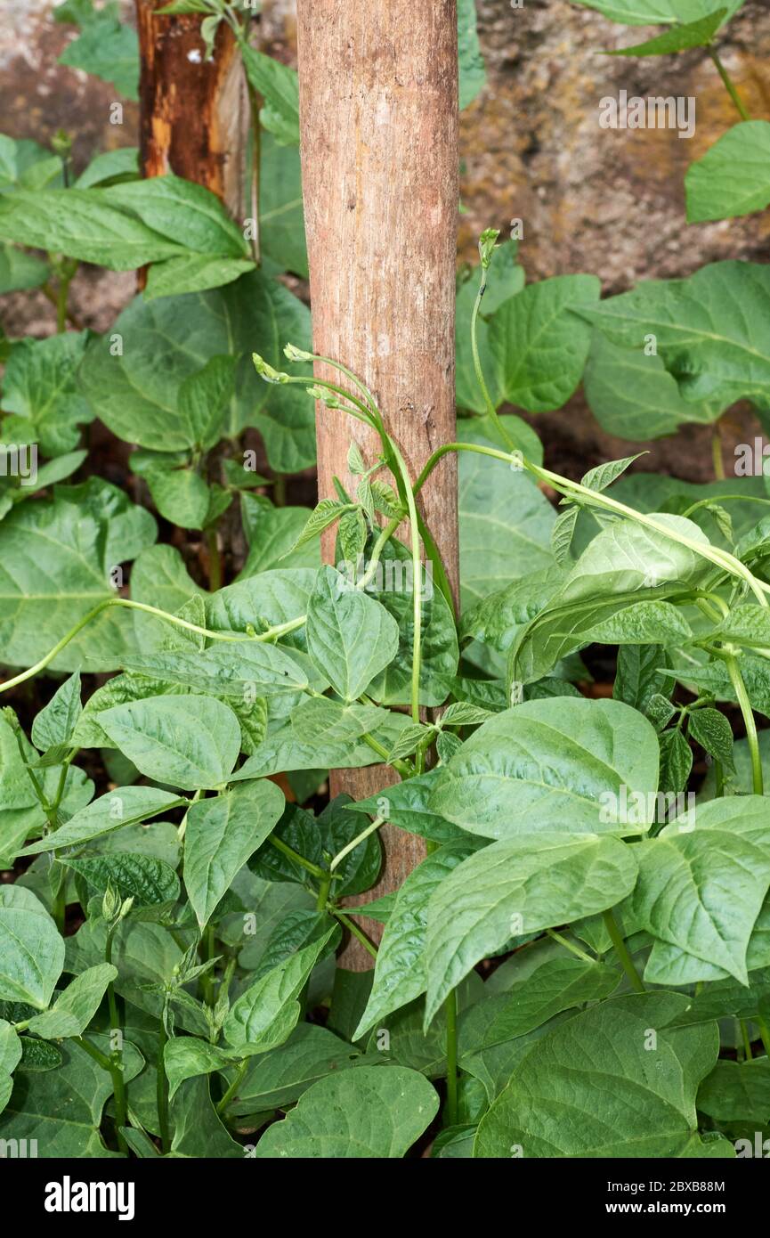 French bean seedling hi-res stock photography and images - Alamy