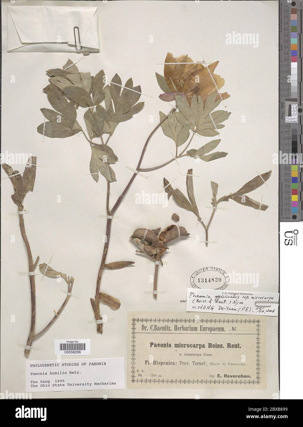 Paeonia officinalis subsp microcarpa hi-res stock photography and ...