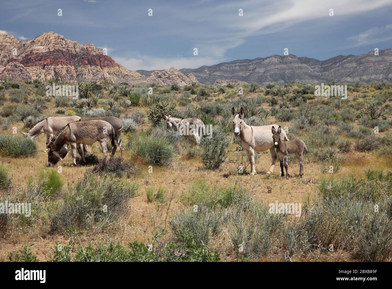 Wild burros in the Nevada desert, Red Rock Canyon Conservation Area ...