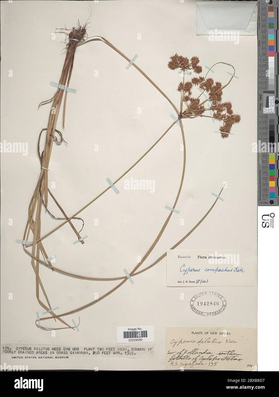Cyperus compactus Retz Cyperus compactus Retz Stock Photo - Alamy