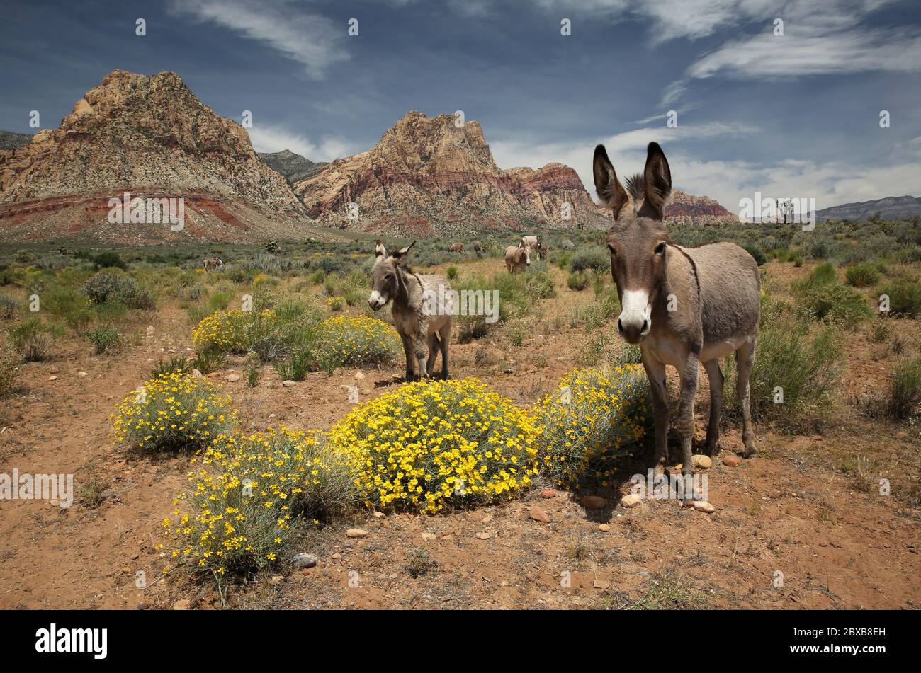 Wild burro with a foal in the Nevada desert, Red Rock Canyon ...