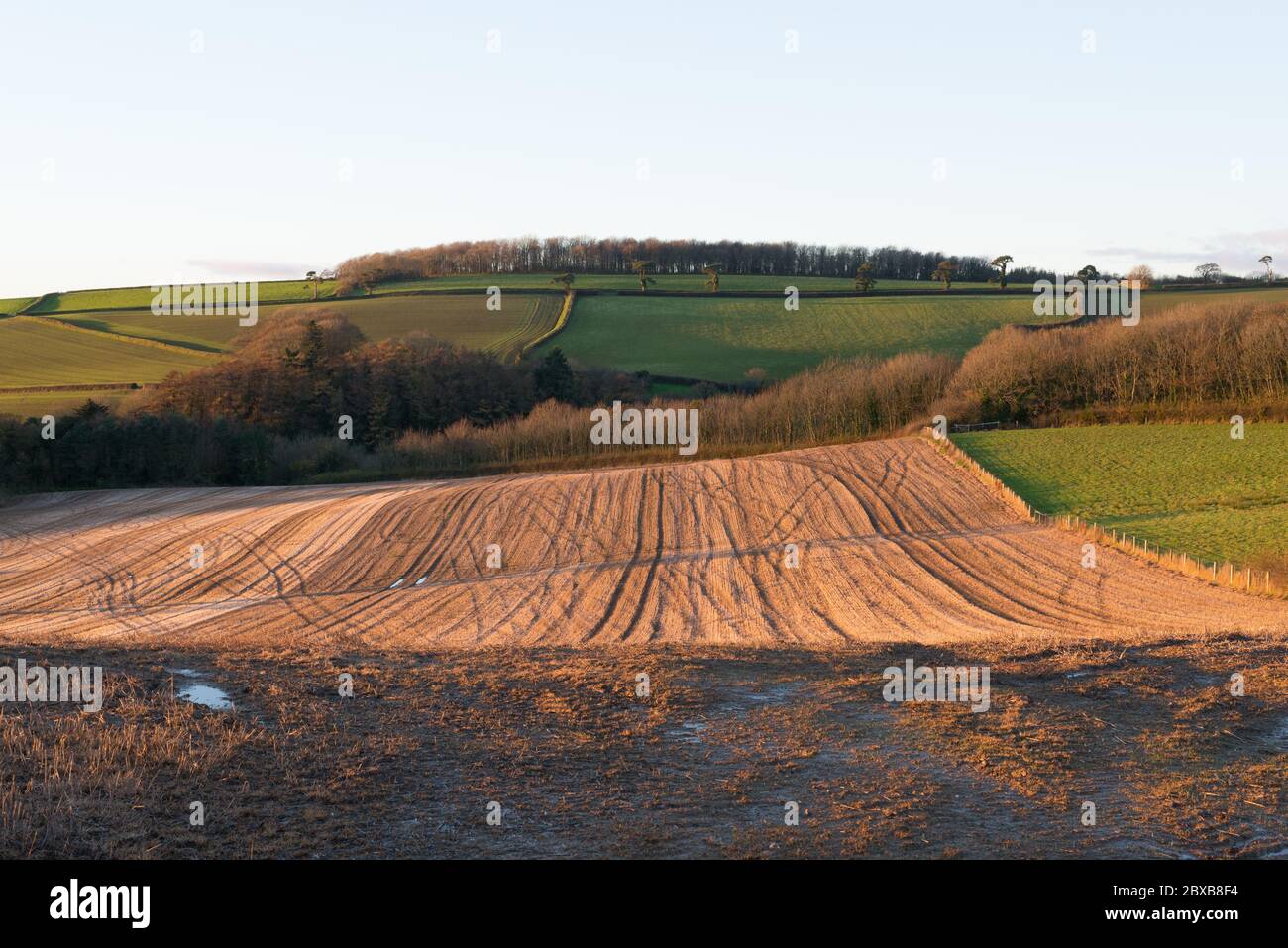 Low sun in early November evening illiminates tractor tracks crossing ...