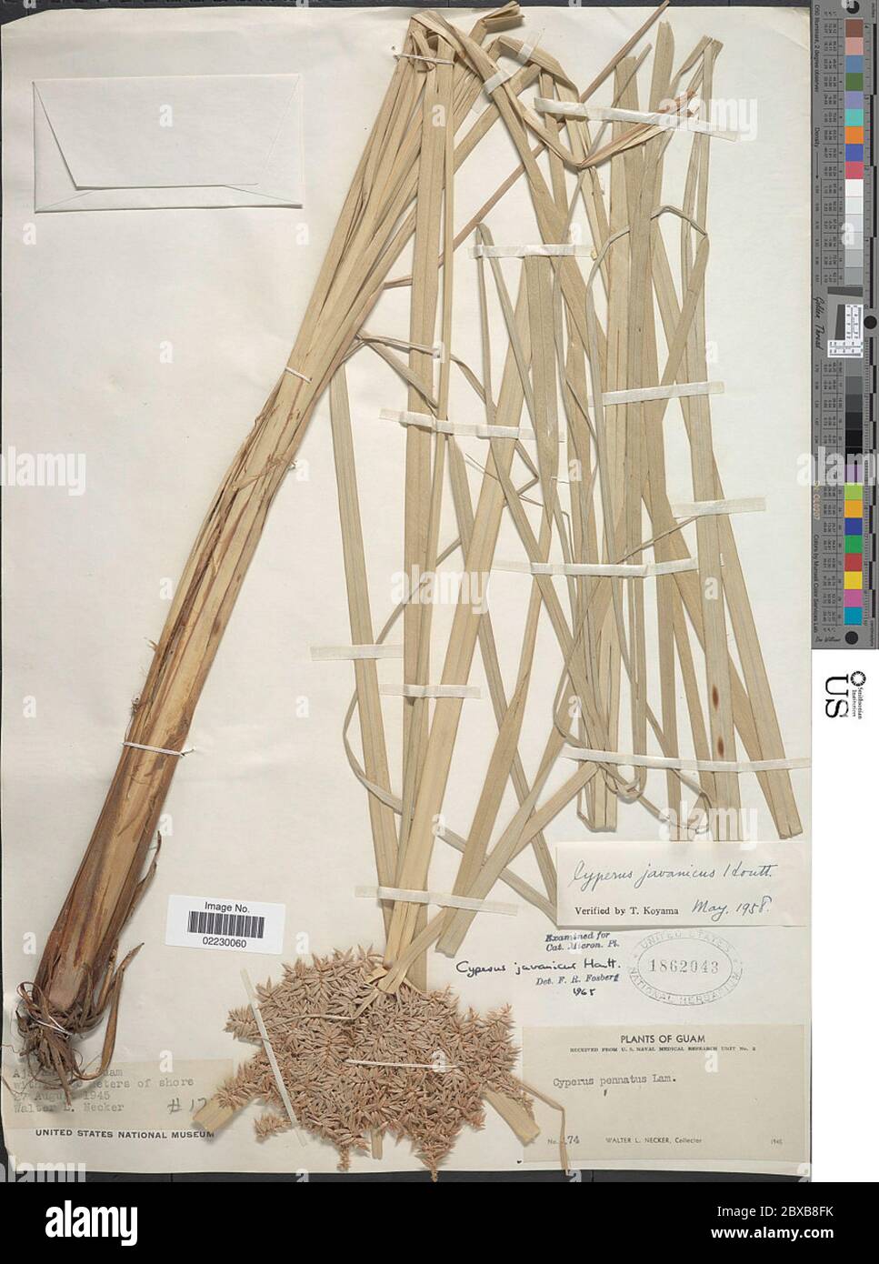 Cyperus javanicus hi-res stock photography and images - Alamy