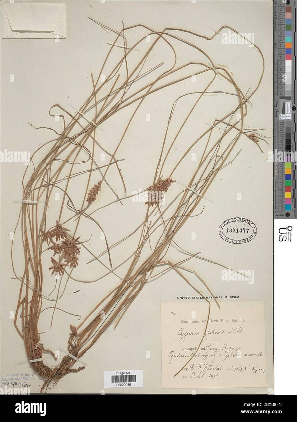 Cyperus globosus Forssk Cyperus globosus Forssk Stock Photo - Alamy