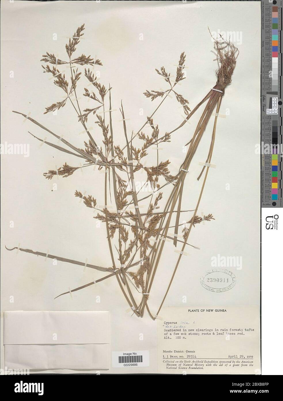 Cyperus iria L Cyperus iria L Stock Photo - Alamy