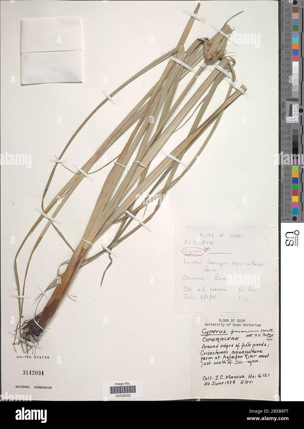 Cyperus javanicus Houtt Cyperus javanicus Houtt Stock Photo - Alamy