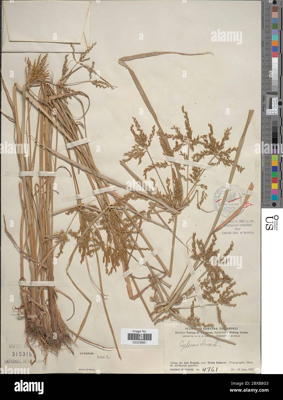 Cyperus iria hi-res stock photography and images - Alamy