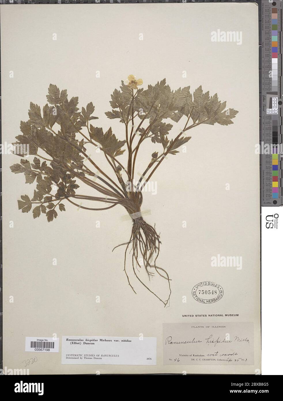 Ranunculus hispidus var nitidus Elliott T Duncan Ranunculus hispidus ...