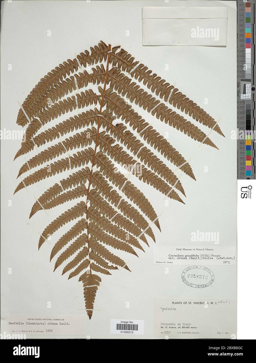Cyathea grandifolia var obtusa Cyathea grandifolia var obtusa Stock ...