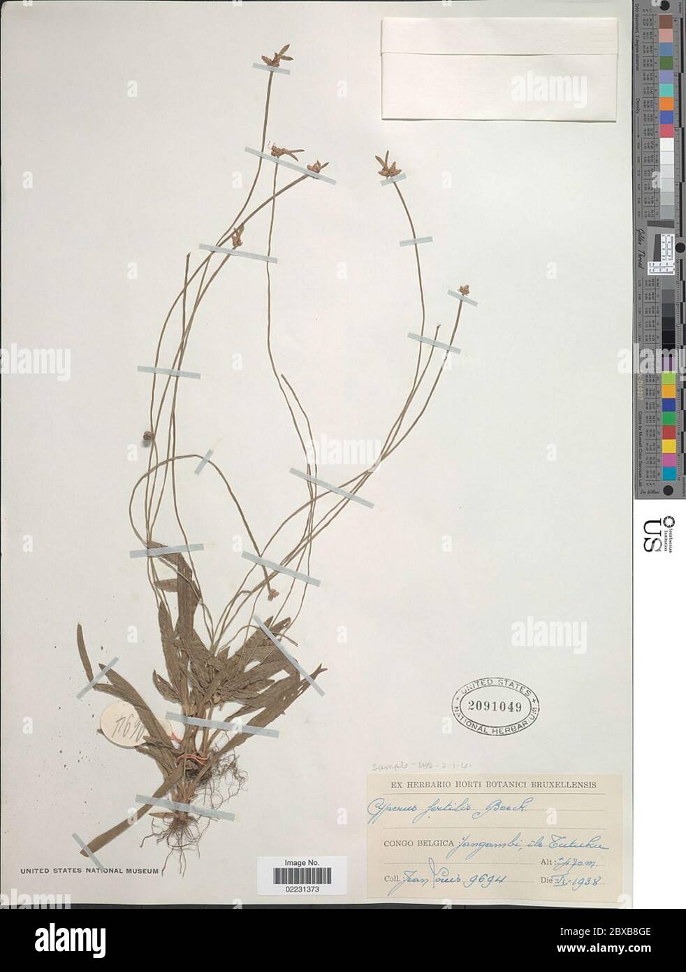Cyperus fertilis hi-res stock photography and images - Alamy