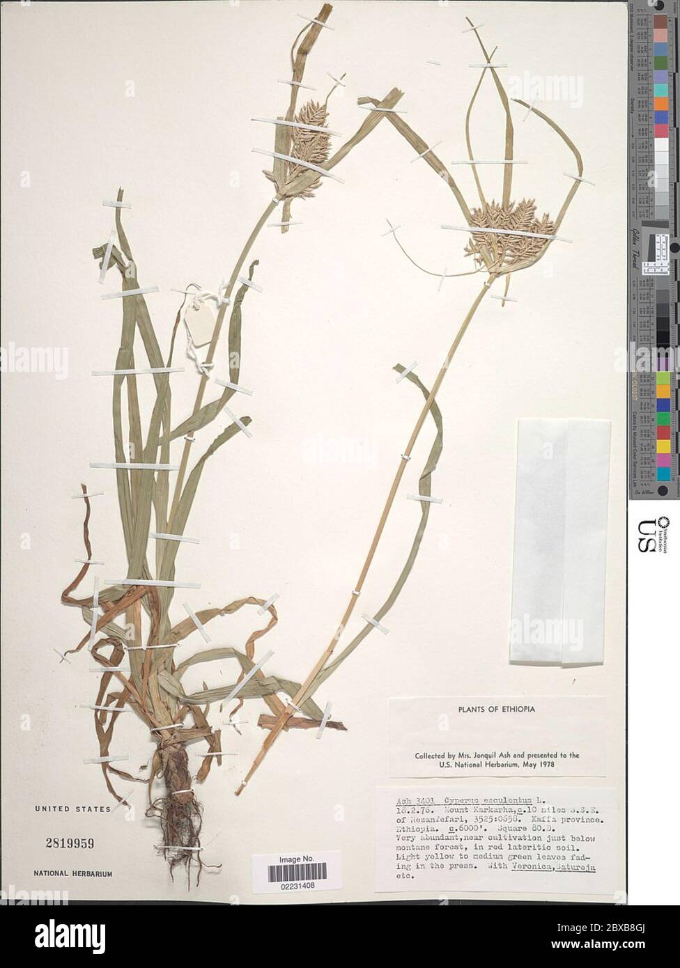 Cyperus esculentus L Cyperus esculentus L Stock Photo - Alamy