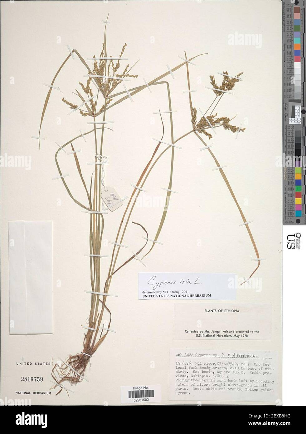 Cyperus iria hi-res stock photography and images - Alamy