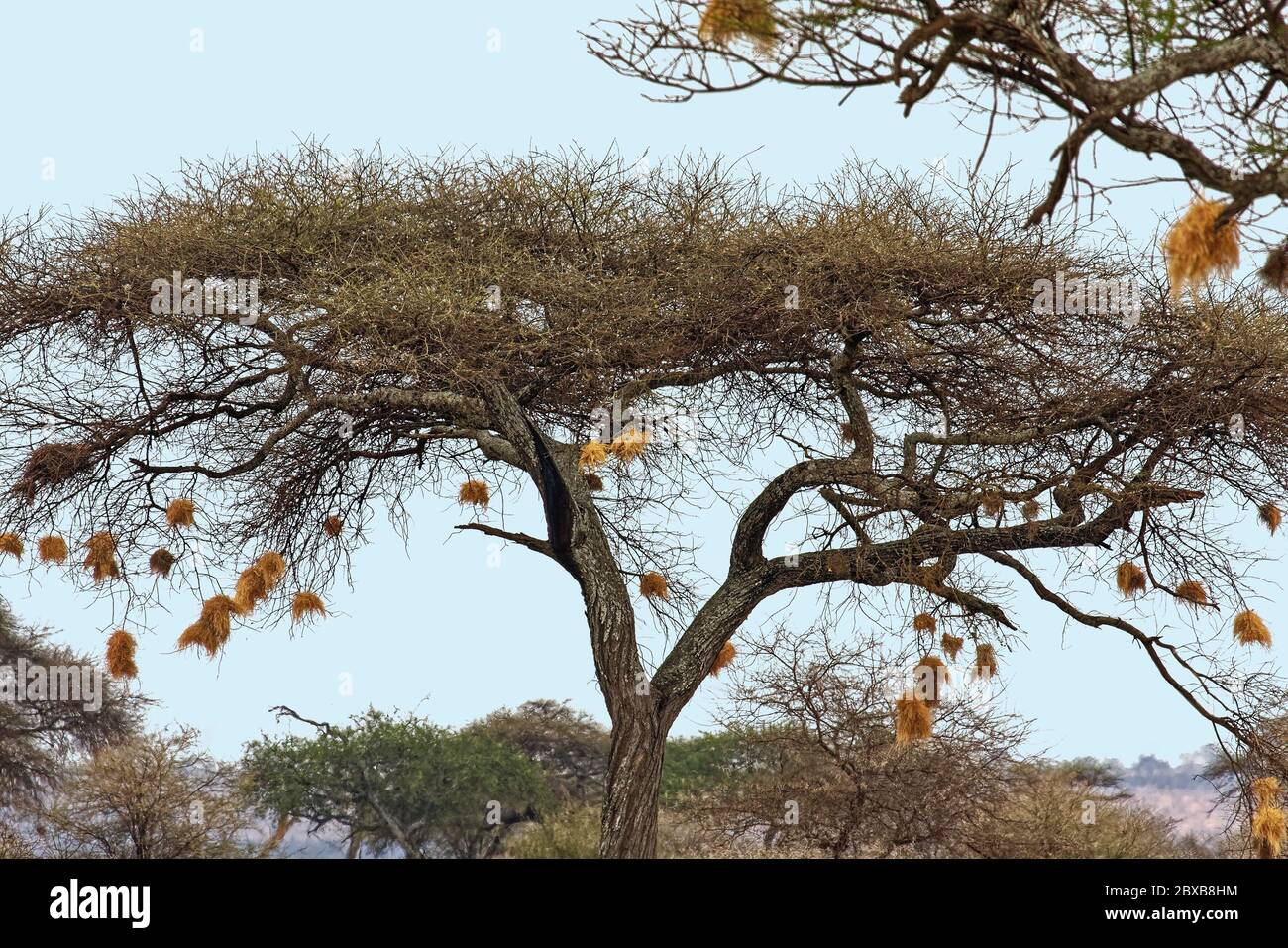Acacia Tree Close Up