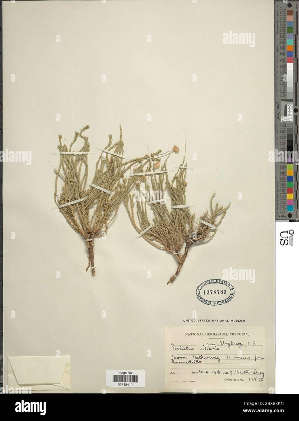 Nolletia hi-res stock photography and images - Alamy