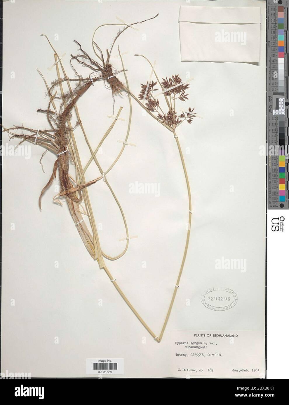 Cyperus longus hi-res stock photography and images - Alamy