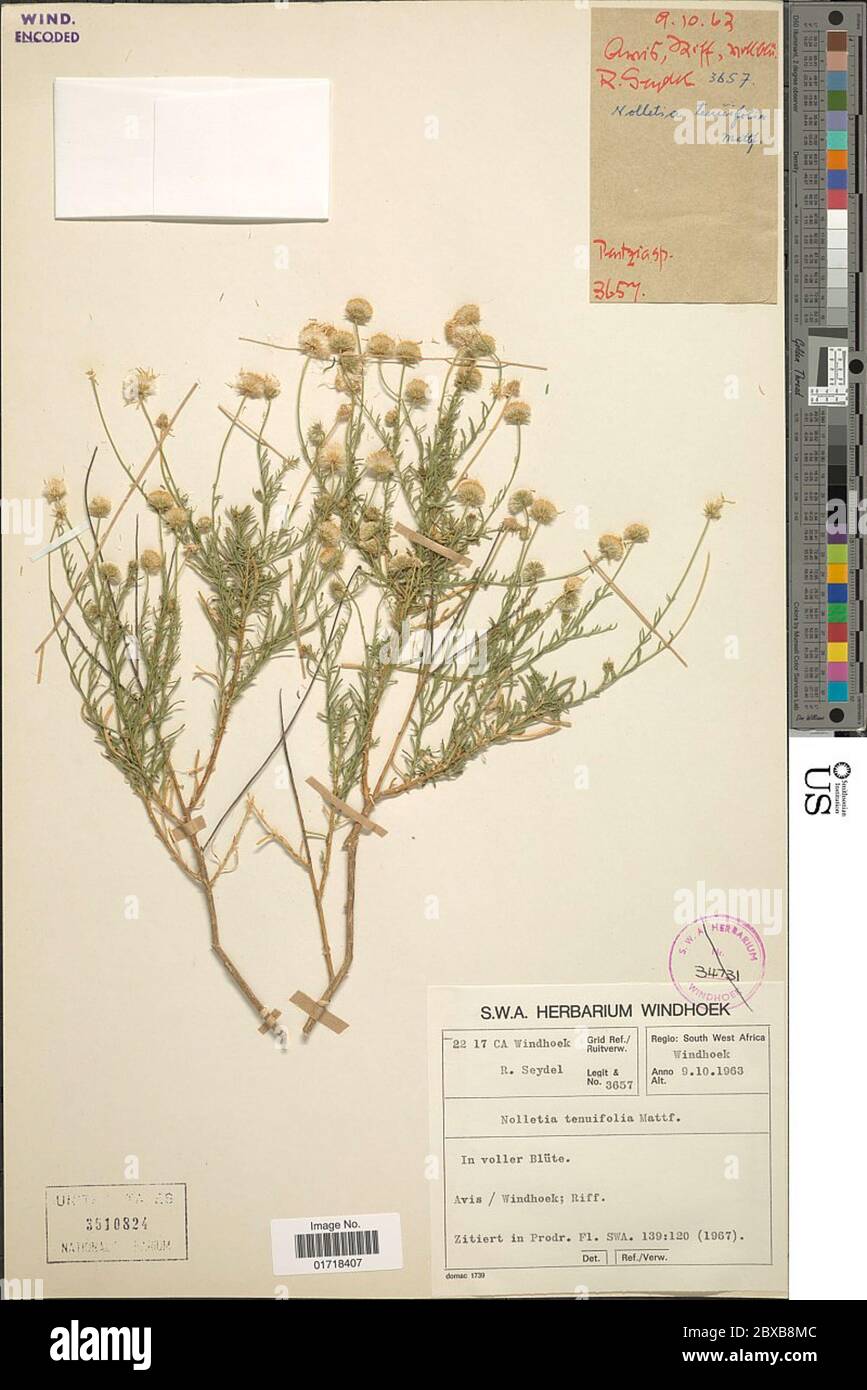 Nolletia hi-res stock photography and images - Alamy