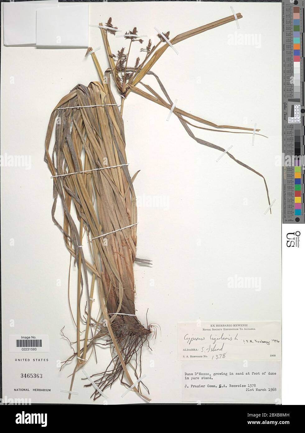 Cyperus ligularis L Cyperus ligularis L Stock Photo - Alamy