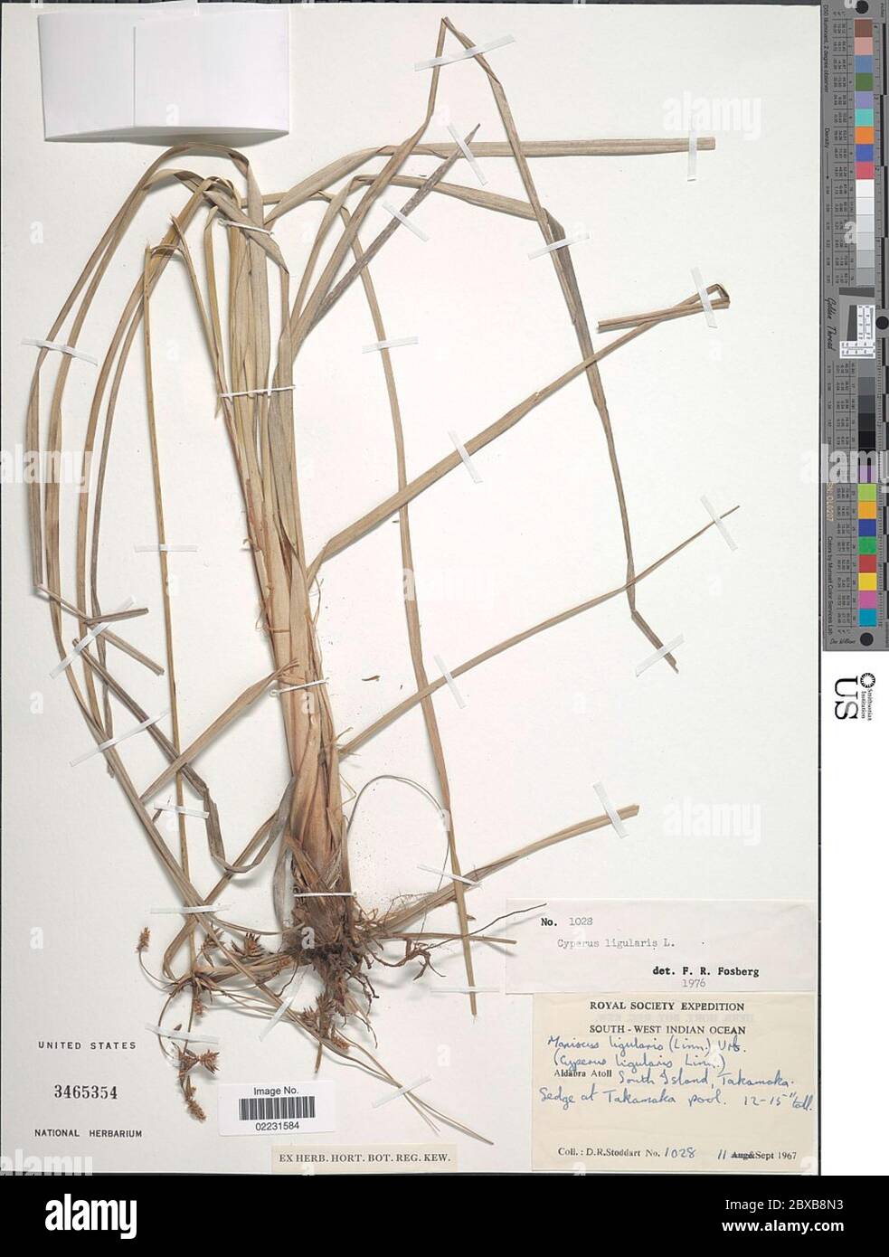 Cyperus ligularis L Cyperus ligularis L Stock Photo - Alamy