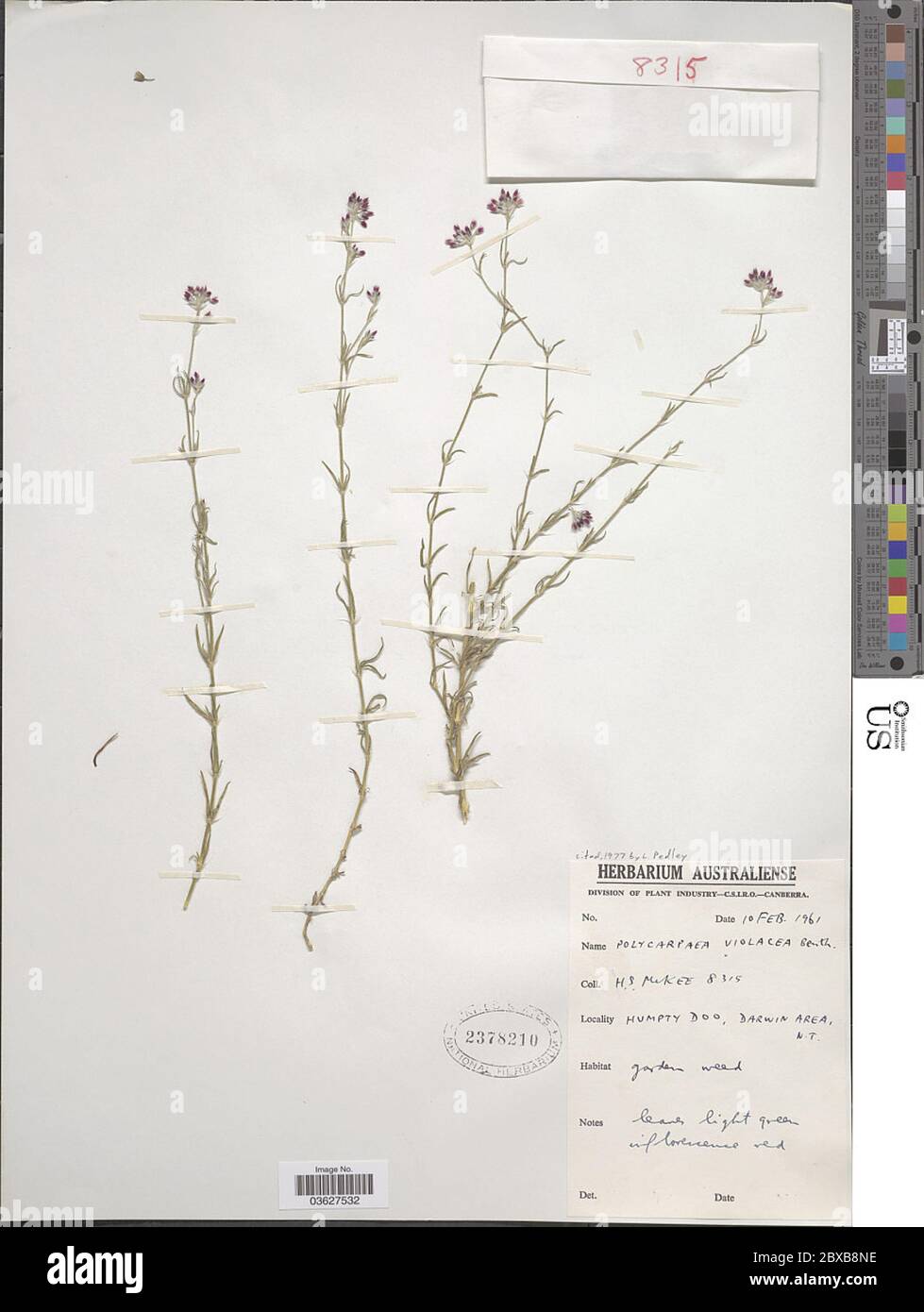 Polycarpaea hi-res stock photography and images - Alamy