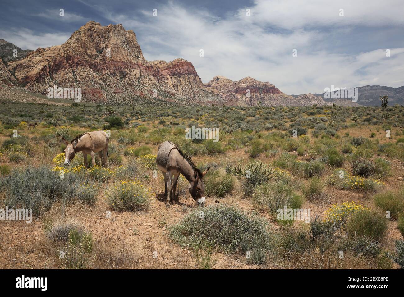 Wild burros in the Nevada desert, Red Rock Canyon Conservation Area ...