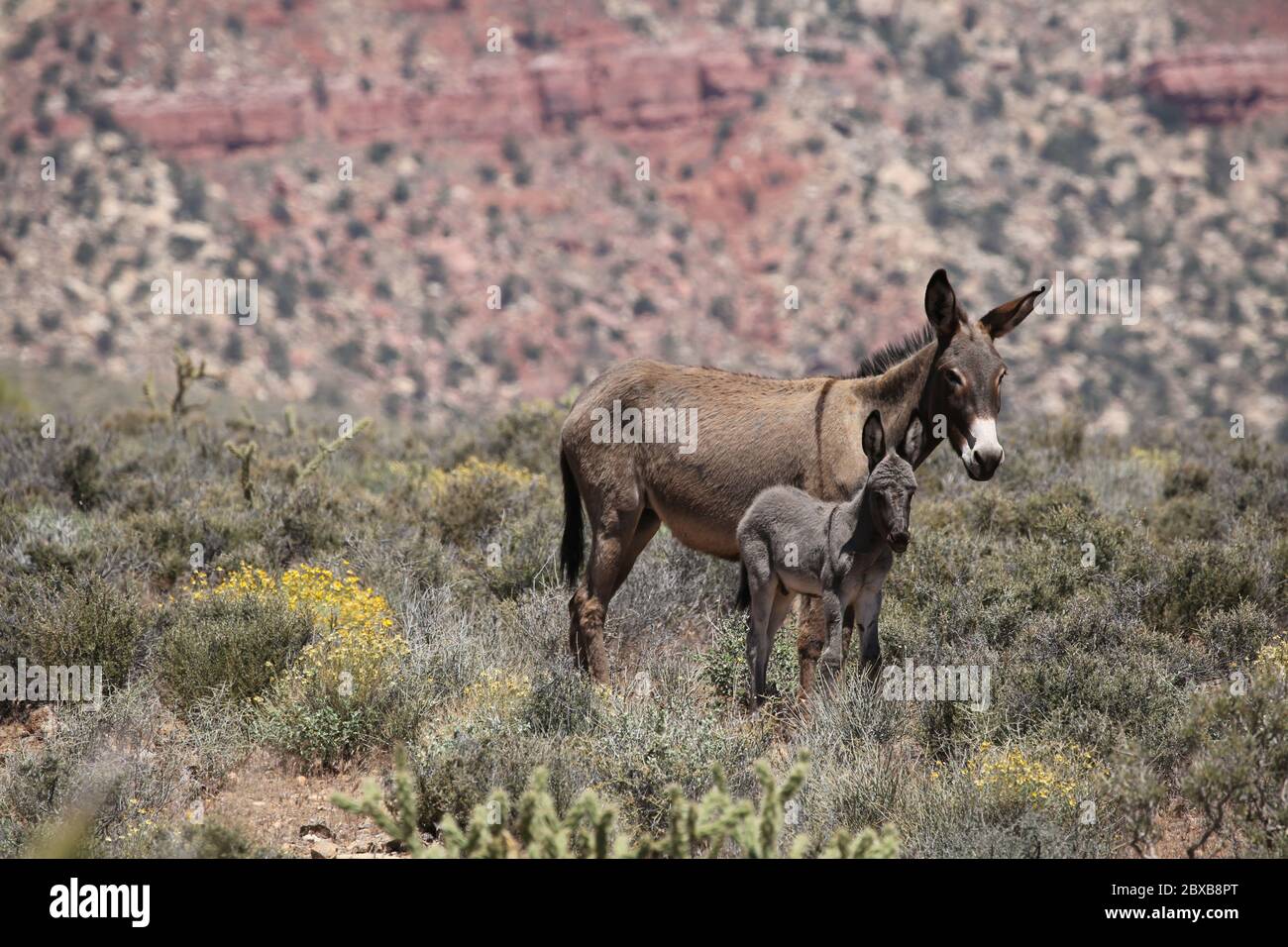 Wild burro with a foal in the Nevada desert, Red Rock Canyon ...