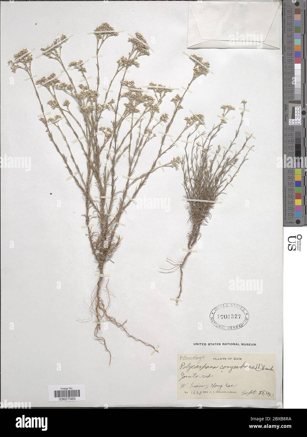 Polycarpaea hi-res stock photography and images - Alamy