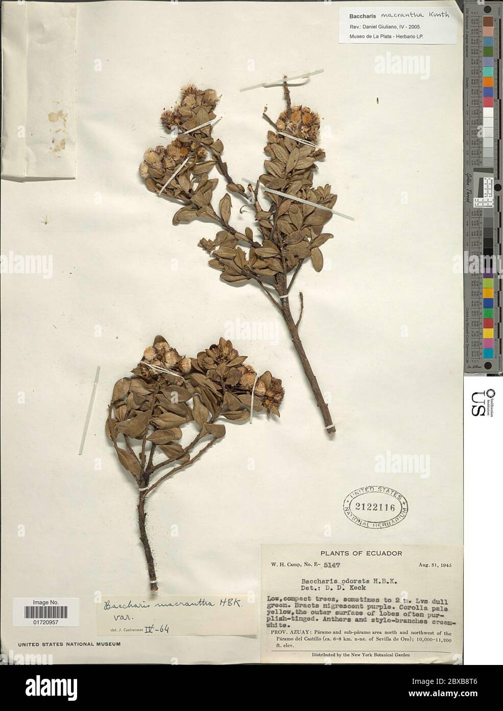 Baccharis macrantha Baccharis macrantha Stock Photo - Alamy