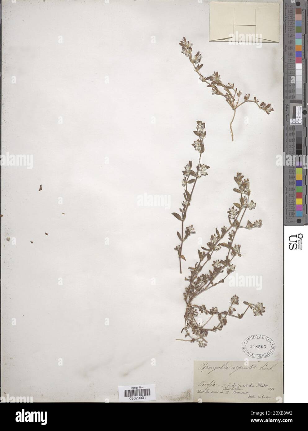 Paronychia argentea Lam Paronychia argentea Lam Stock Photo - Alamy