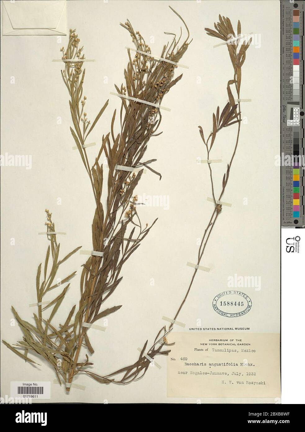 Baccharis Neglecta High Resolution Stock Photography and Images - Alamy