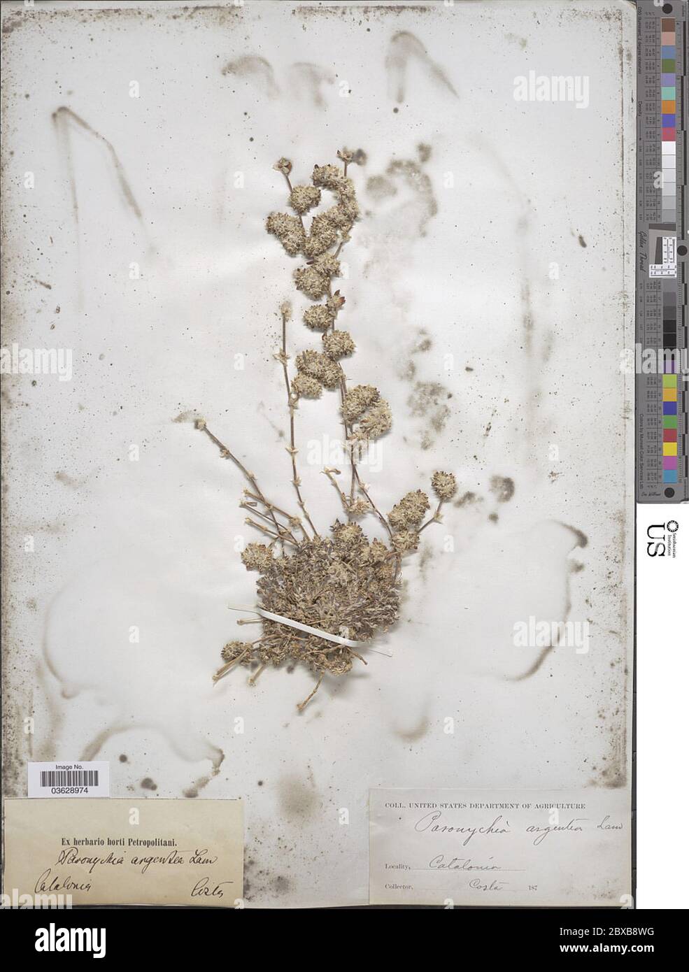 Paronychia argentea Lam Paronychia argentea Lam Stock Photo - Alamy