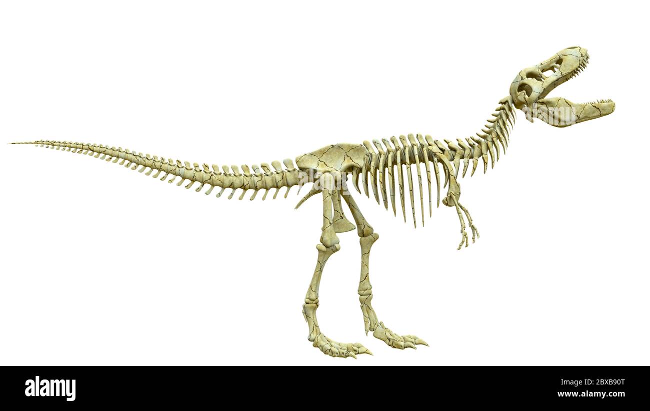 Side view tyrannosaurus rex dinosaur Cut Out Stock Images & Pictures ...