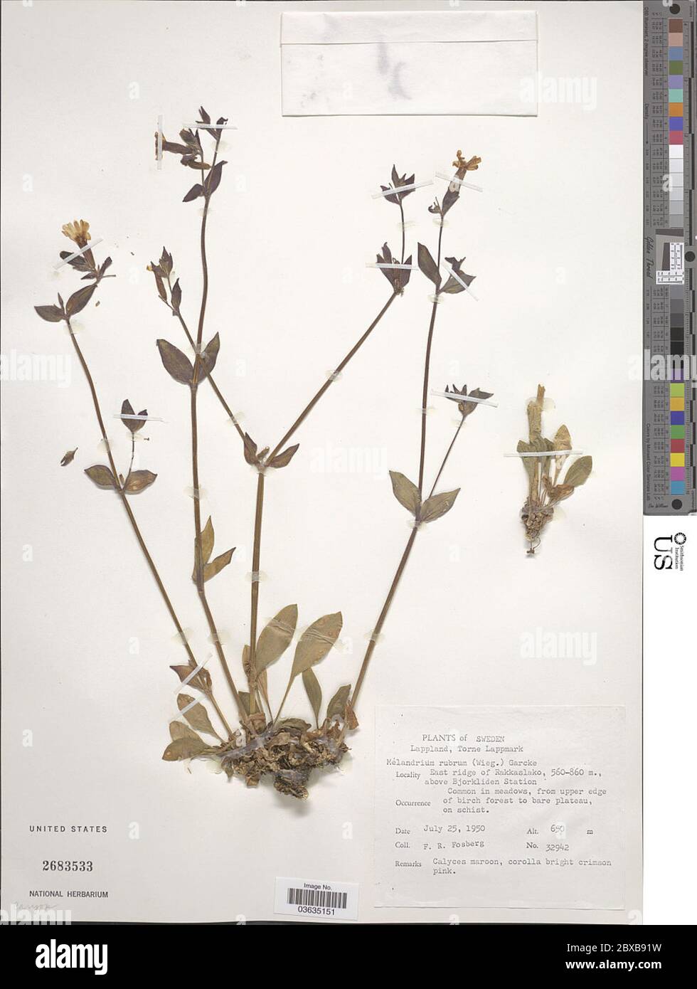 Melandrium rubrum Melandrium rubrum Stock Photo - Alamy