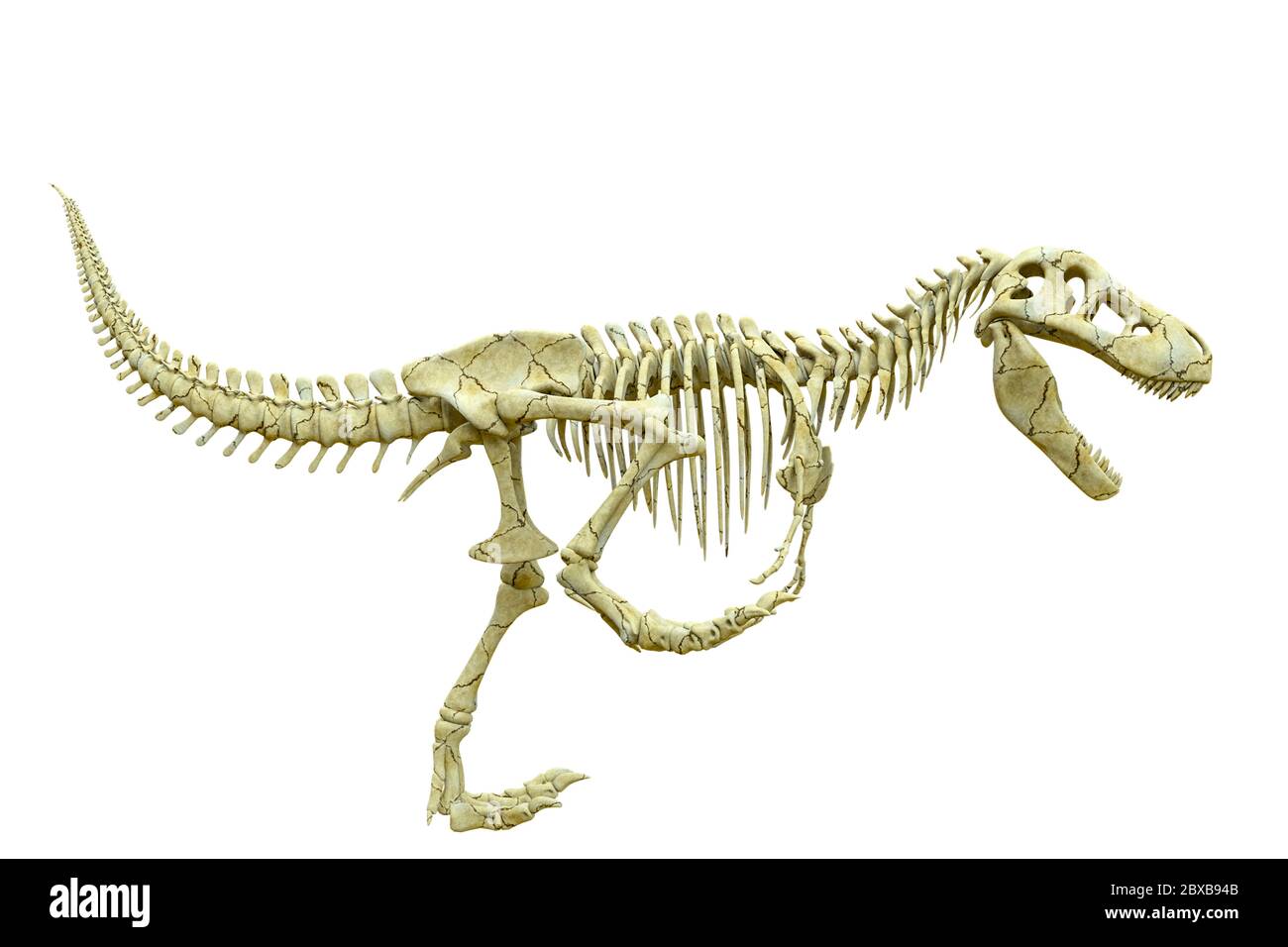 Side View Tyrannosaurus Rex Dinosaur High Resolution Stock Photography ...