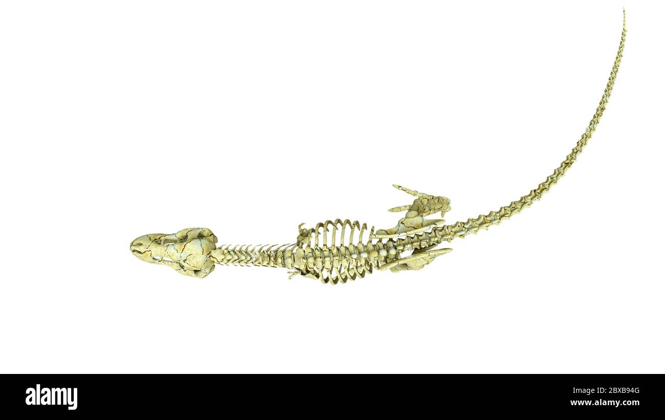 tyrannosaur skeleton top view, 3d illustration Stock Photo - Alamy