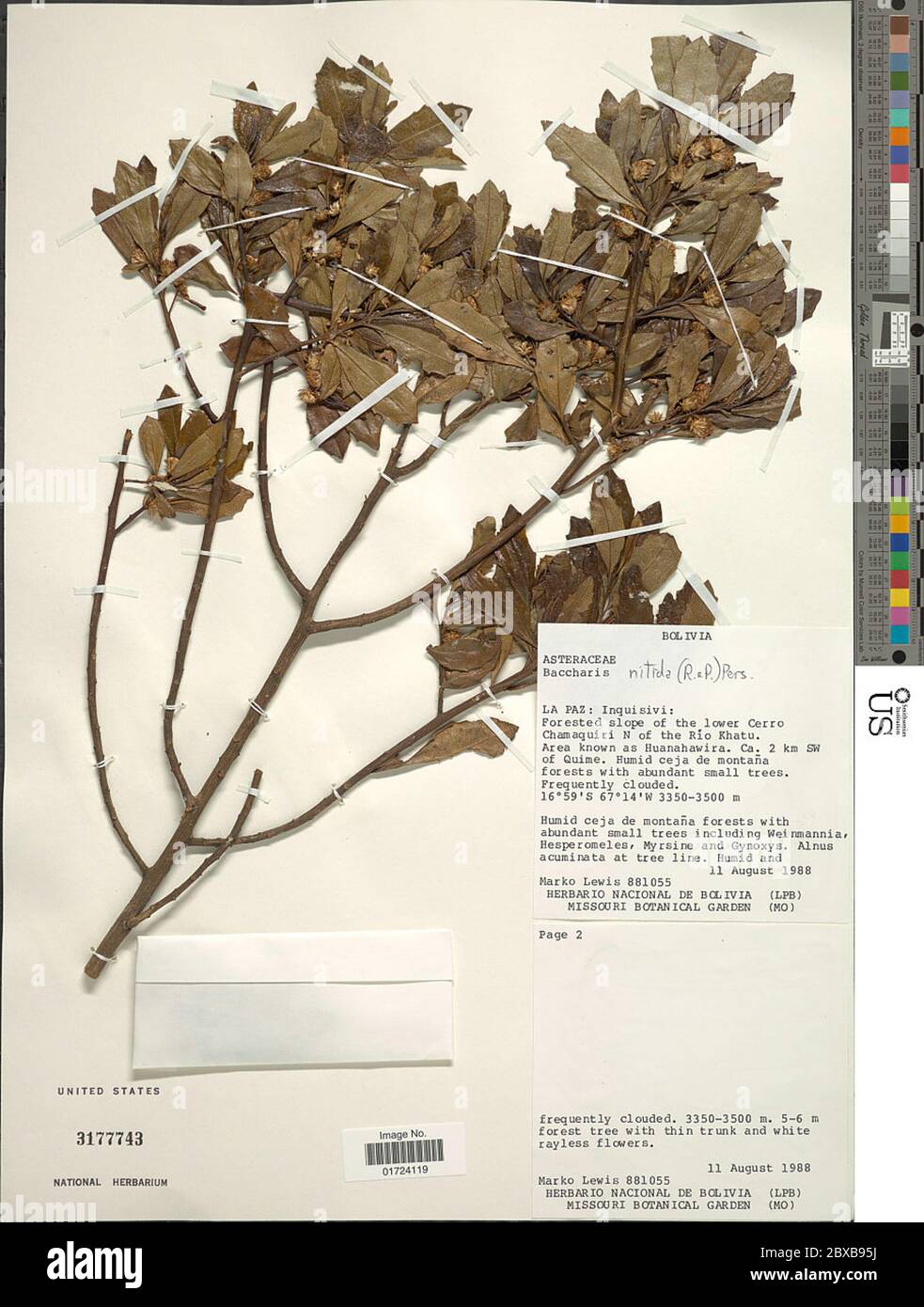 Baccharis sp Baccharis sp Stock Photo - Alamy