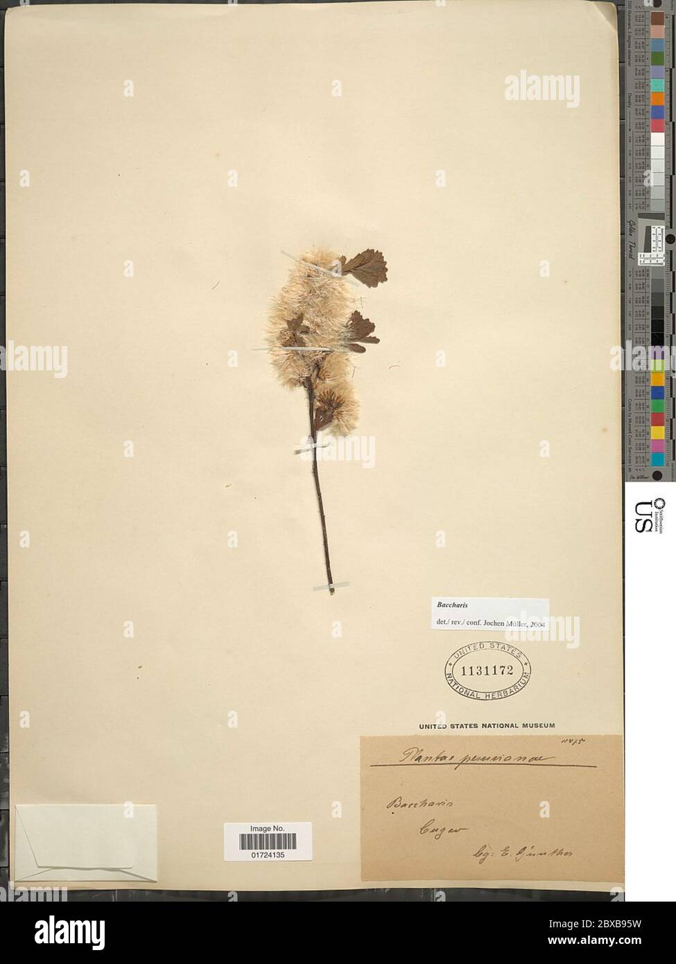 Baccharis sp Baccharis sp Stock Photo - Alamy